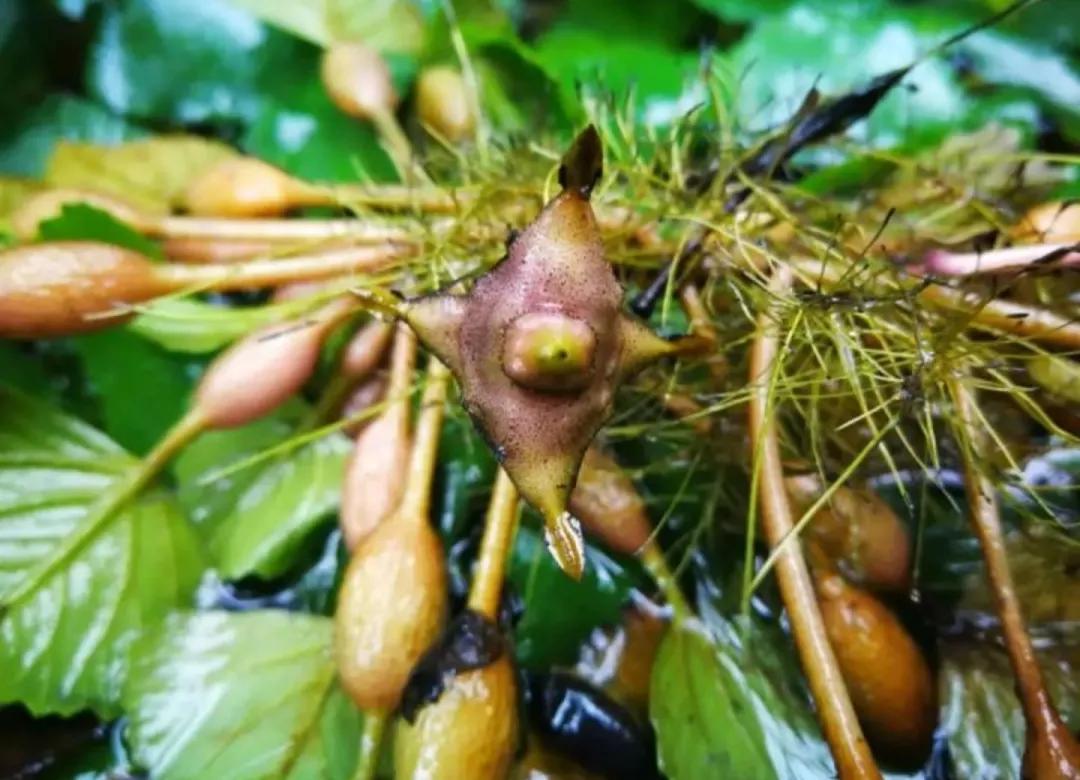Water chestnut, an aquatic plant that can be seen everywhere, was once ...