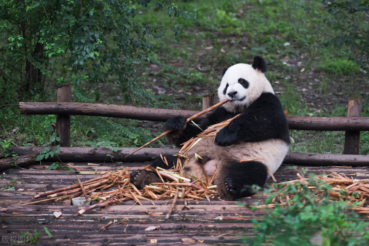Americans are really poisonous, using our panda image, hitting our ...
