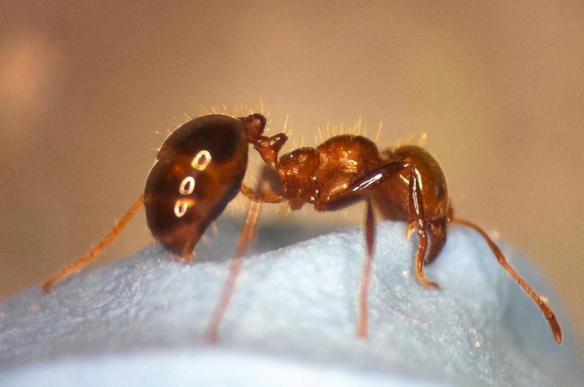 The yellow ant that appeared in India caused blisters by crawling over ...