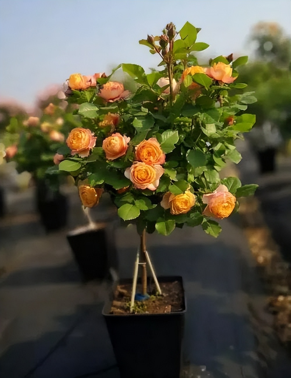 Rose lollipops, it turns out that the method is so simple, after ...