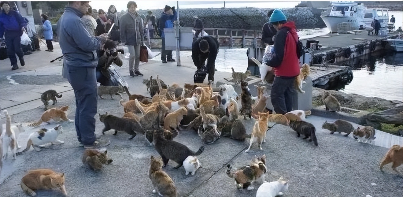 Cat Island, Japan, 20 cats per capita!How did Japan's crazy cat culture ...