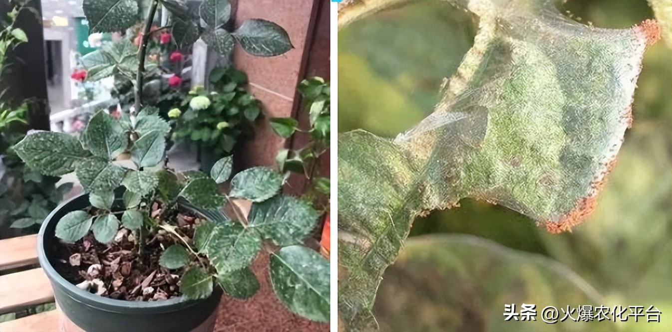 The miraculous formula for killing red spider / tea yellow mites / two ...