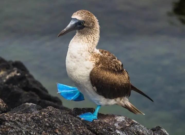 Blue Footed Boobies: oh, beautiful new shoes - iNEWS