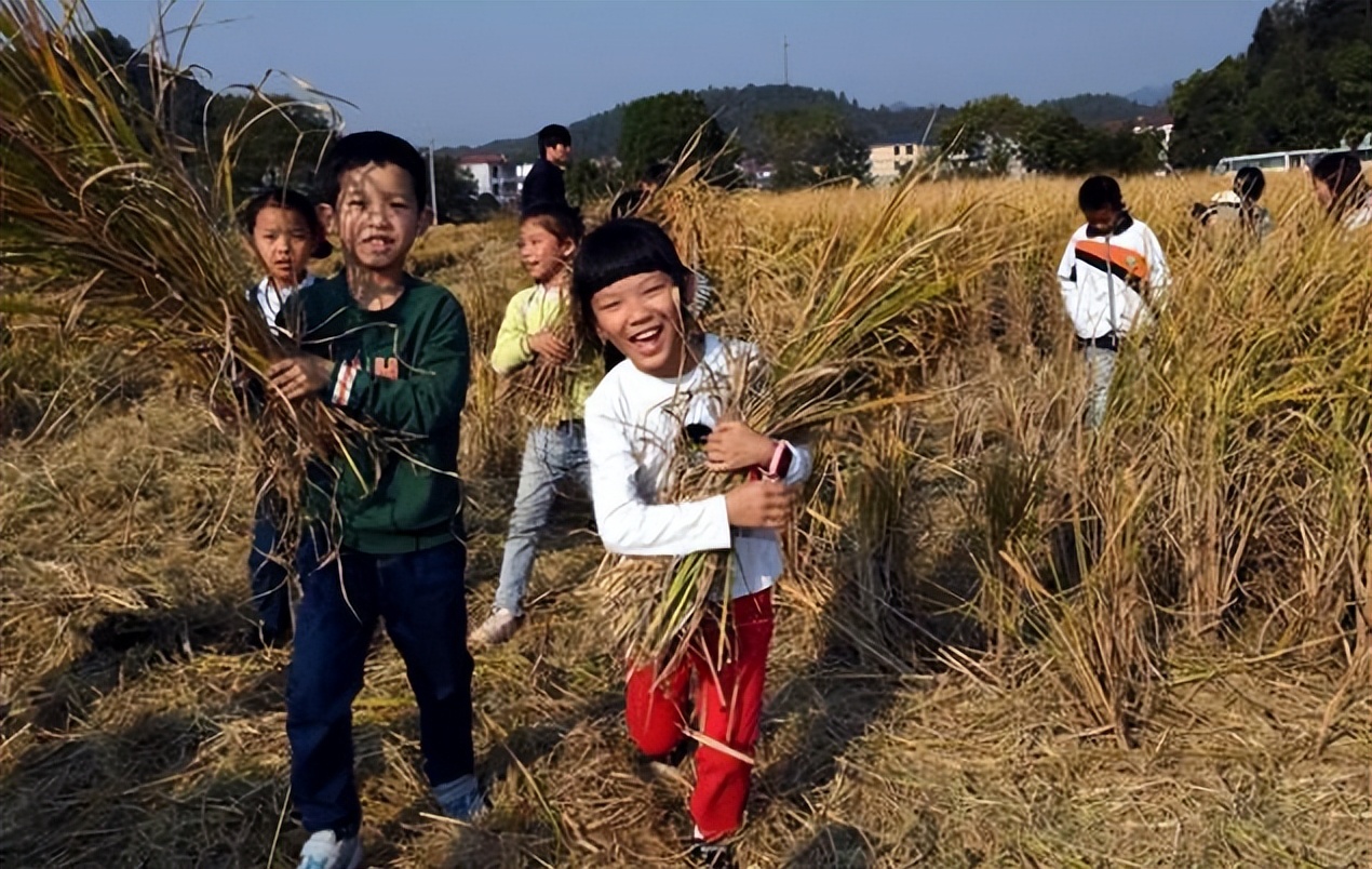 It used to be a specialty rice in Jiangxi. At its peak, it was as ...