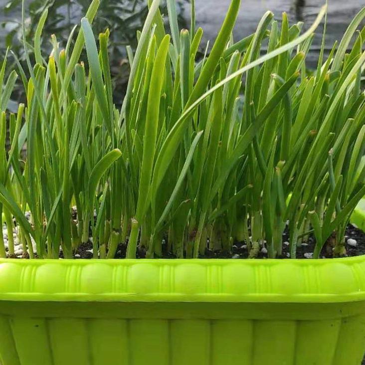 Lazy 10-square-meter balcony builds a smart hydroponic planting box ...