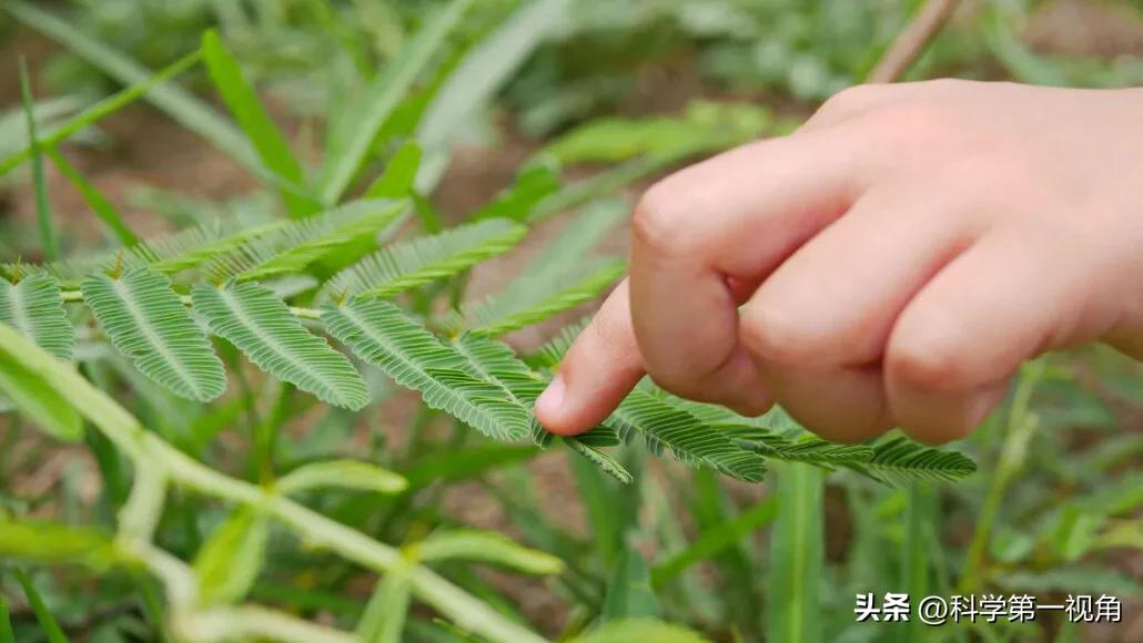 How plant 'muscles' rapidly fold mimosa leaves - iNEWS