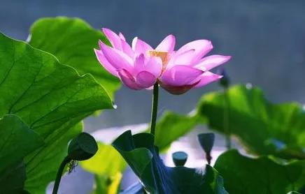 Two poems: "Ode to the Lotus", "Reminiscence of Mother Making Cloth ...