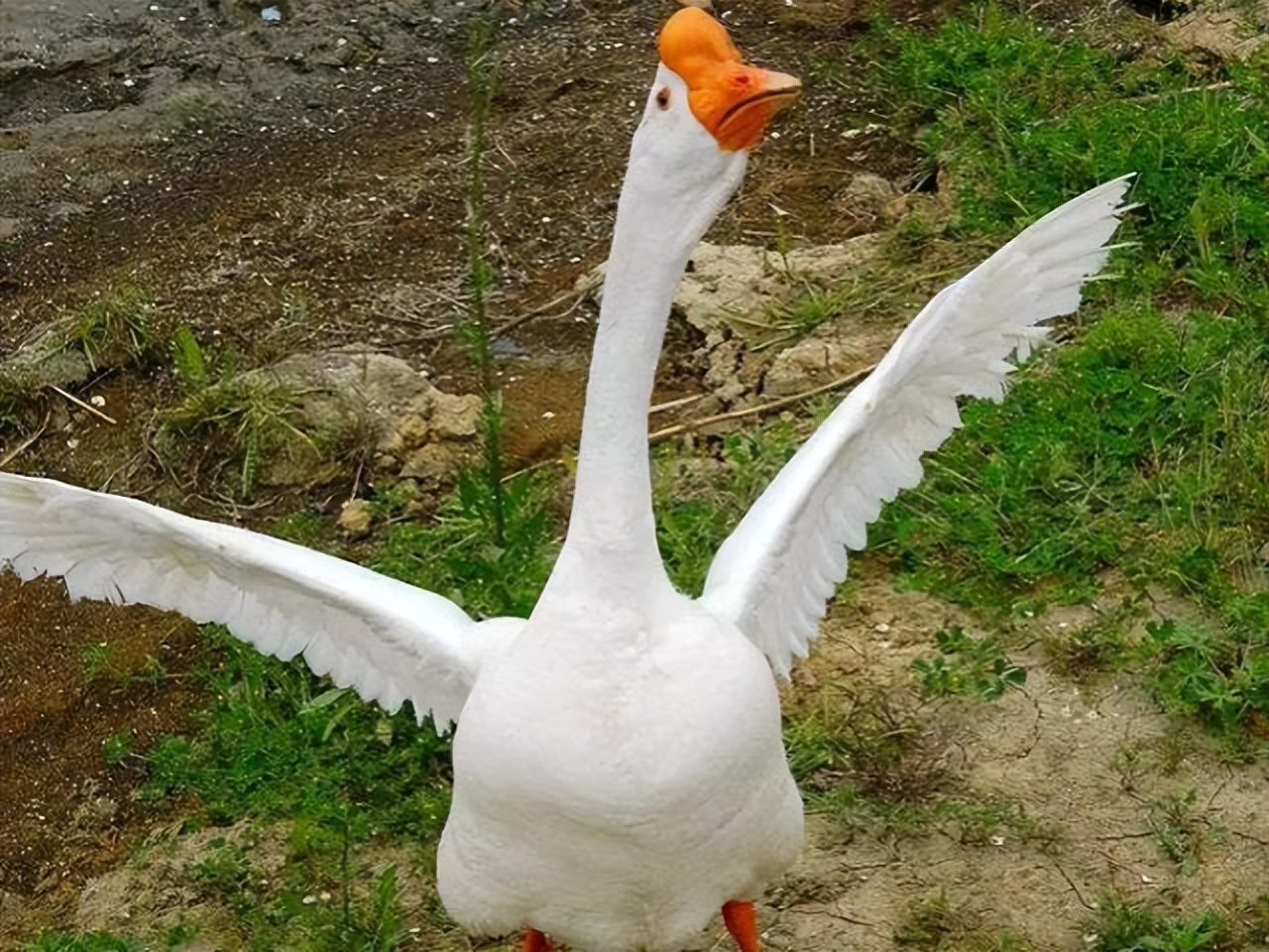 Is the goose the nemesis of the snake? Why are there no snakes within a ...