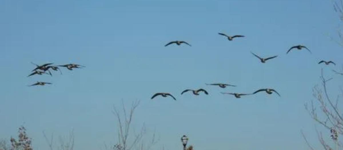 do you know? Behind Wild Goose Flying South is a story about teamwork ...