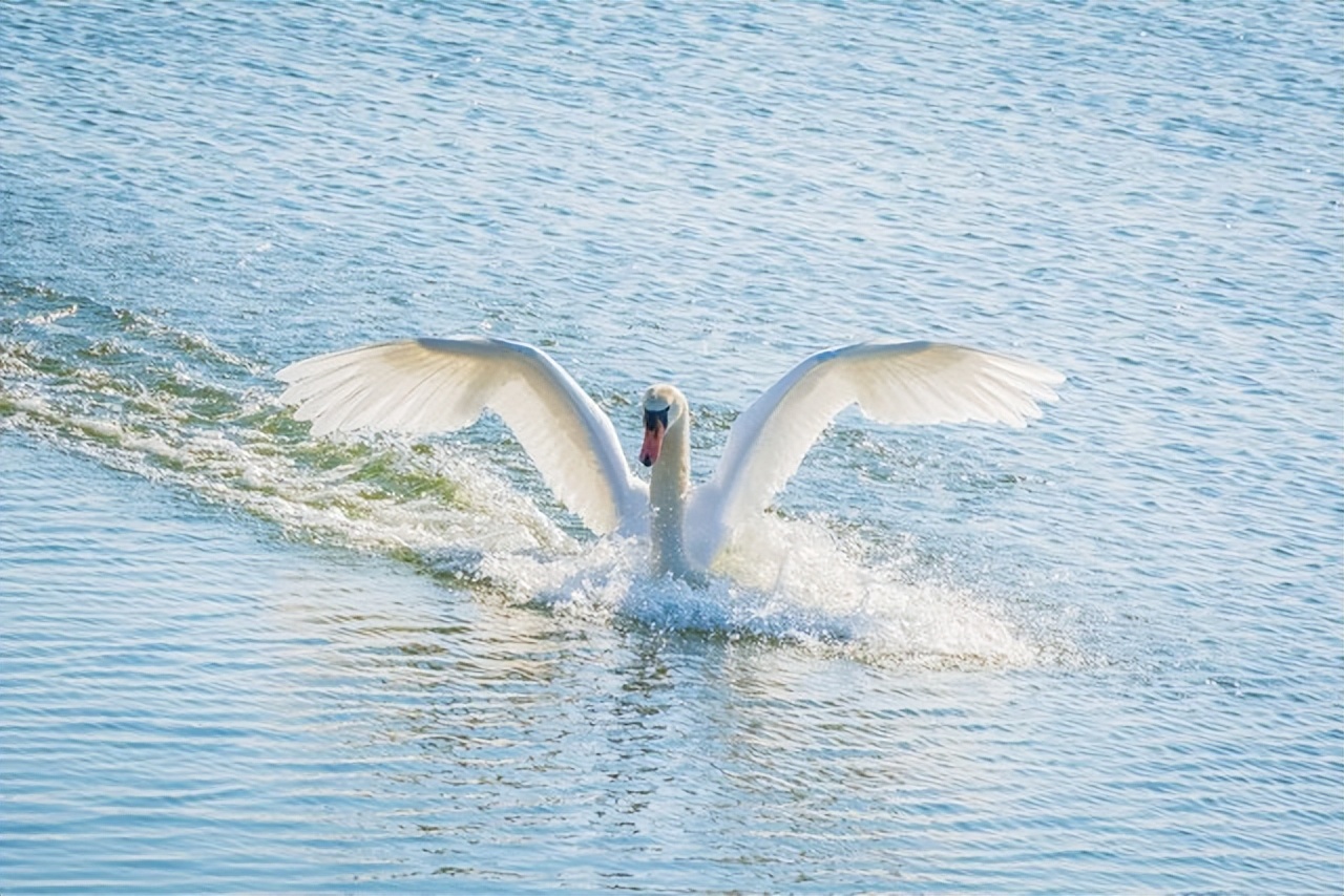 Loyal Angel of Love——The Swan of Lushuiwan, Hometown - iNEWS