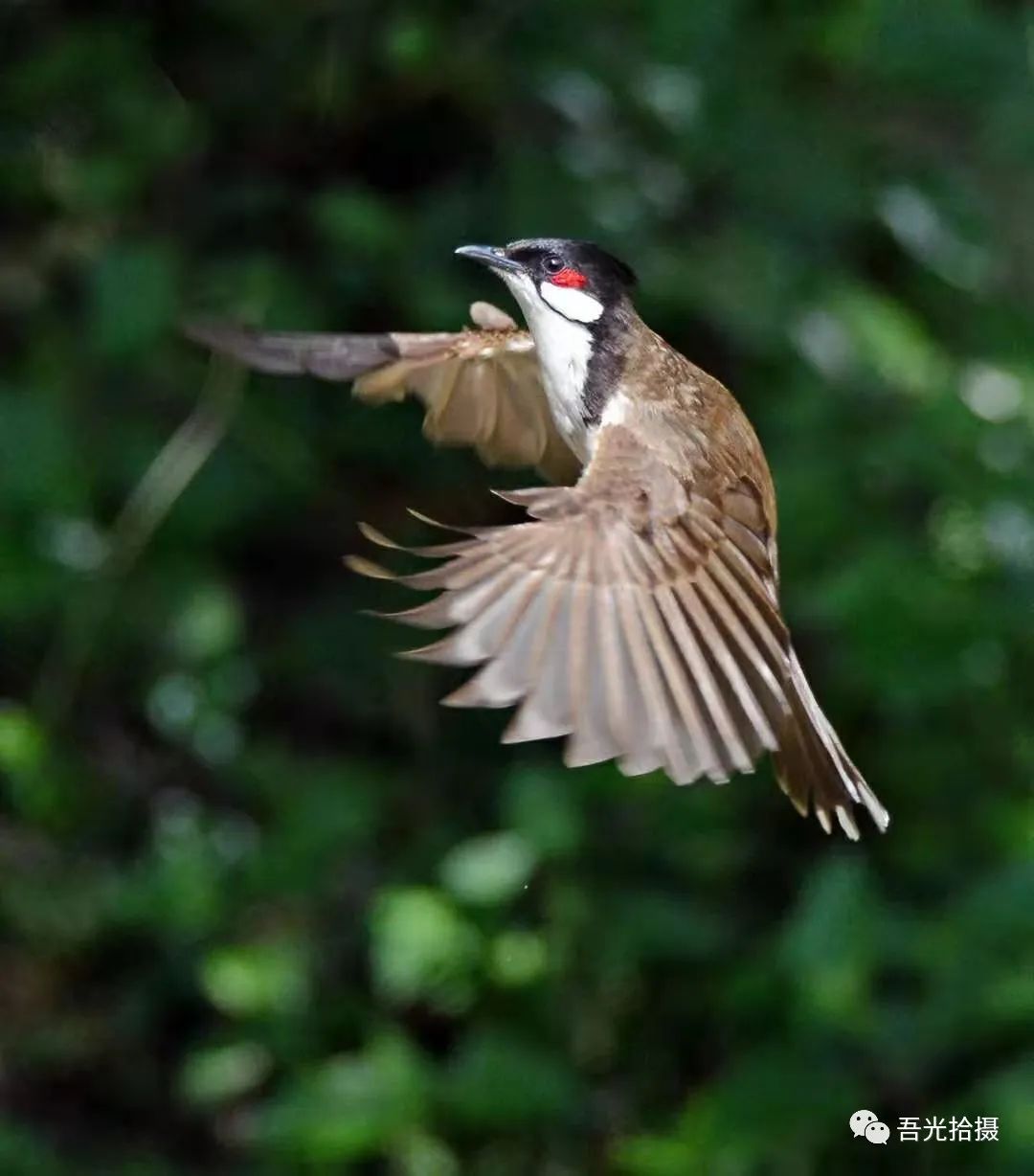 red-eared bulbul - iNEWS