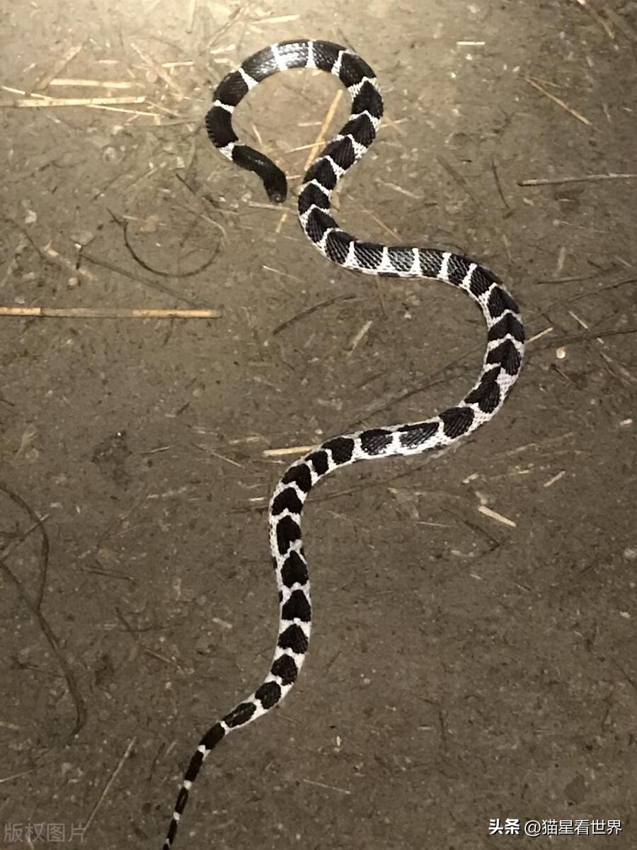The ten most poisonous snakes in China, which one do you know? - iMedia