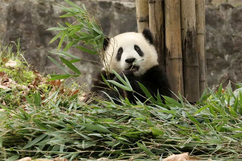 Vision is not enough, color to make up! How many colors can giant ...