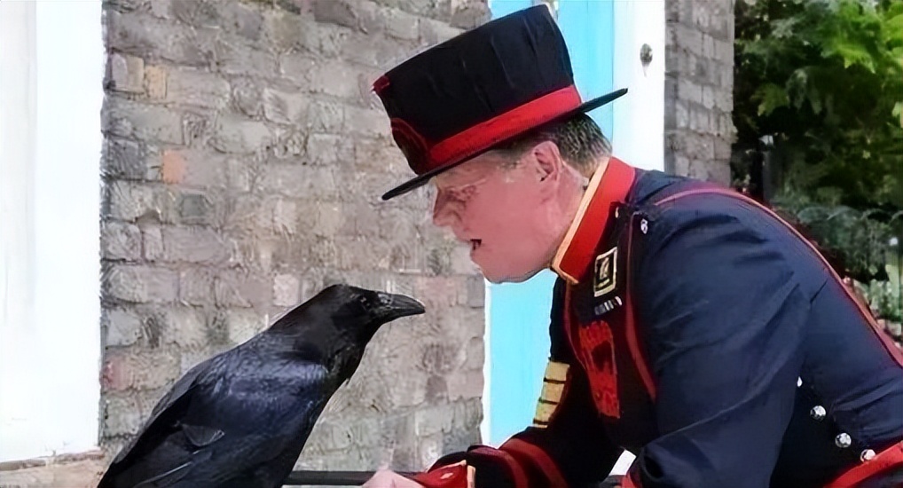 Incredible, crows bring bad luck?Why is it an auspicious bird in some ...