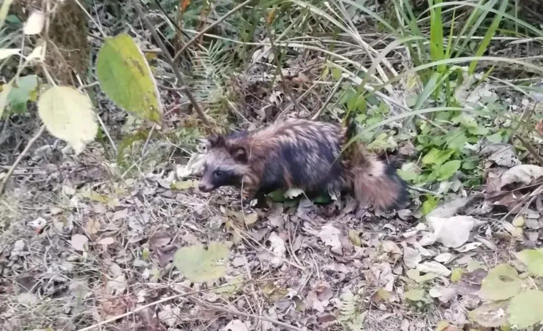 [Ecological Bay] Have you seen the "raccoon dog" of a bunch of raccoon ...