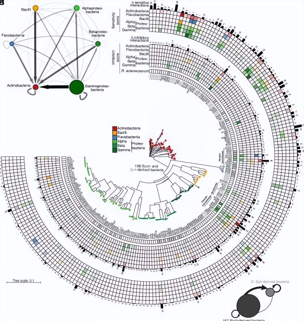 Bacterial metabolites drive the establishment and regulation of root ...