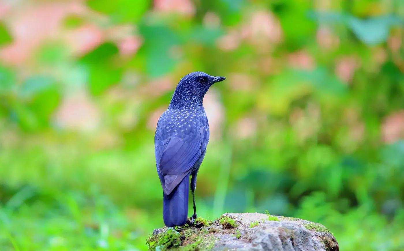The beauty of nature: the purple howling thrush - iNEWS