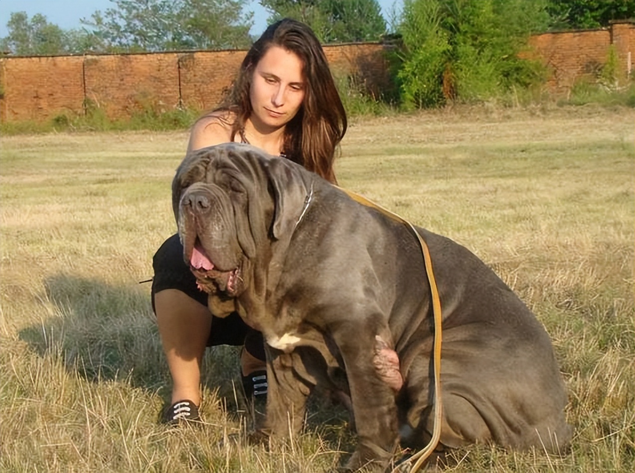 The 5 largest bulldogs in the world, the Tibetan Mastiff looks like a ...