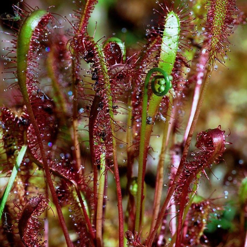 Do plants actually eat meat? Uncovering the unique hunting methods of ...