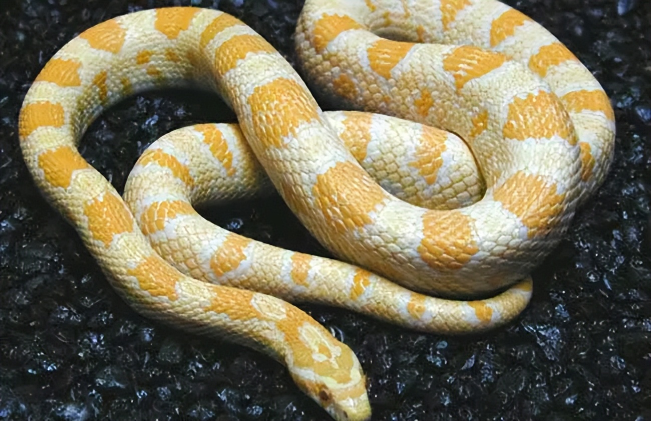 Are more colorful snakes more dangerous?Can color be used as a ...
