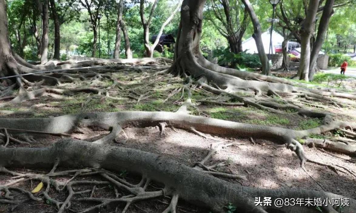 30 strong trees that don't want to "die", prove how powerful the power ...