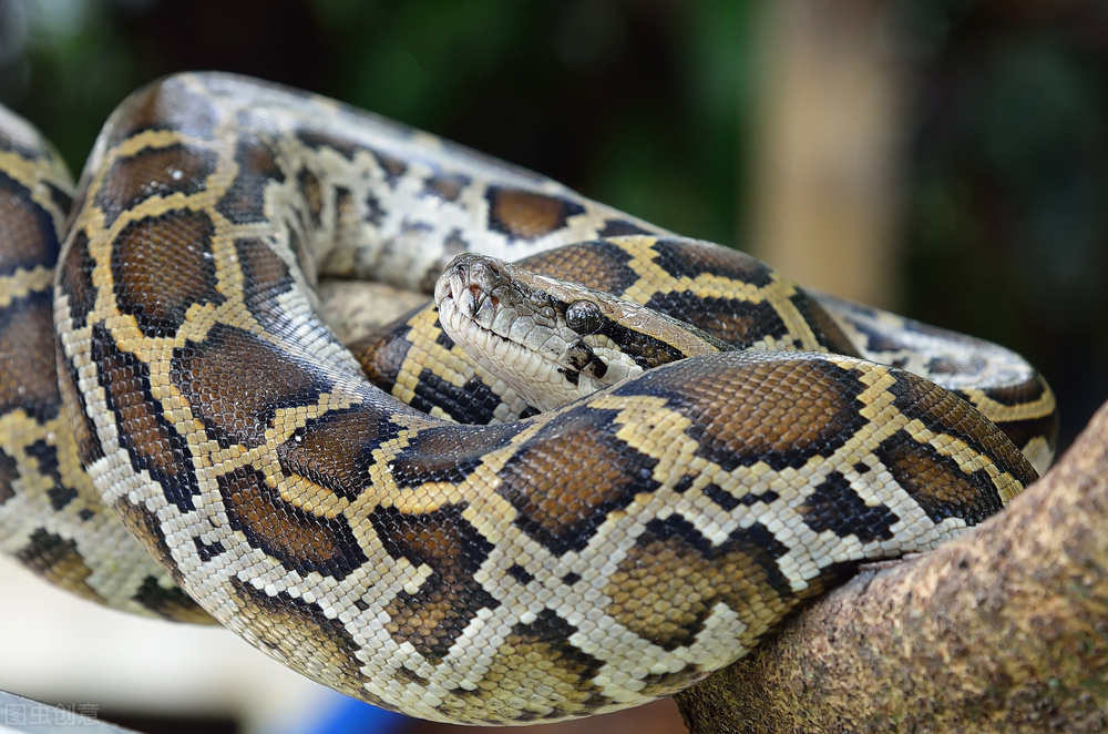 The Burmese python invaded Florida, USA. There were 87 eggs in a snake ...