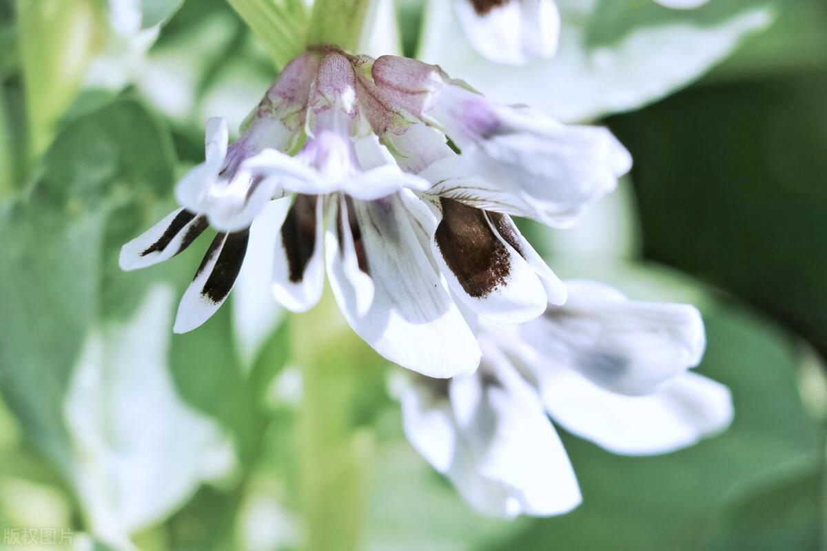 broad bean flower - iNEWS