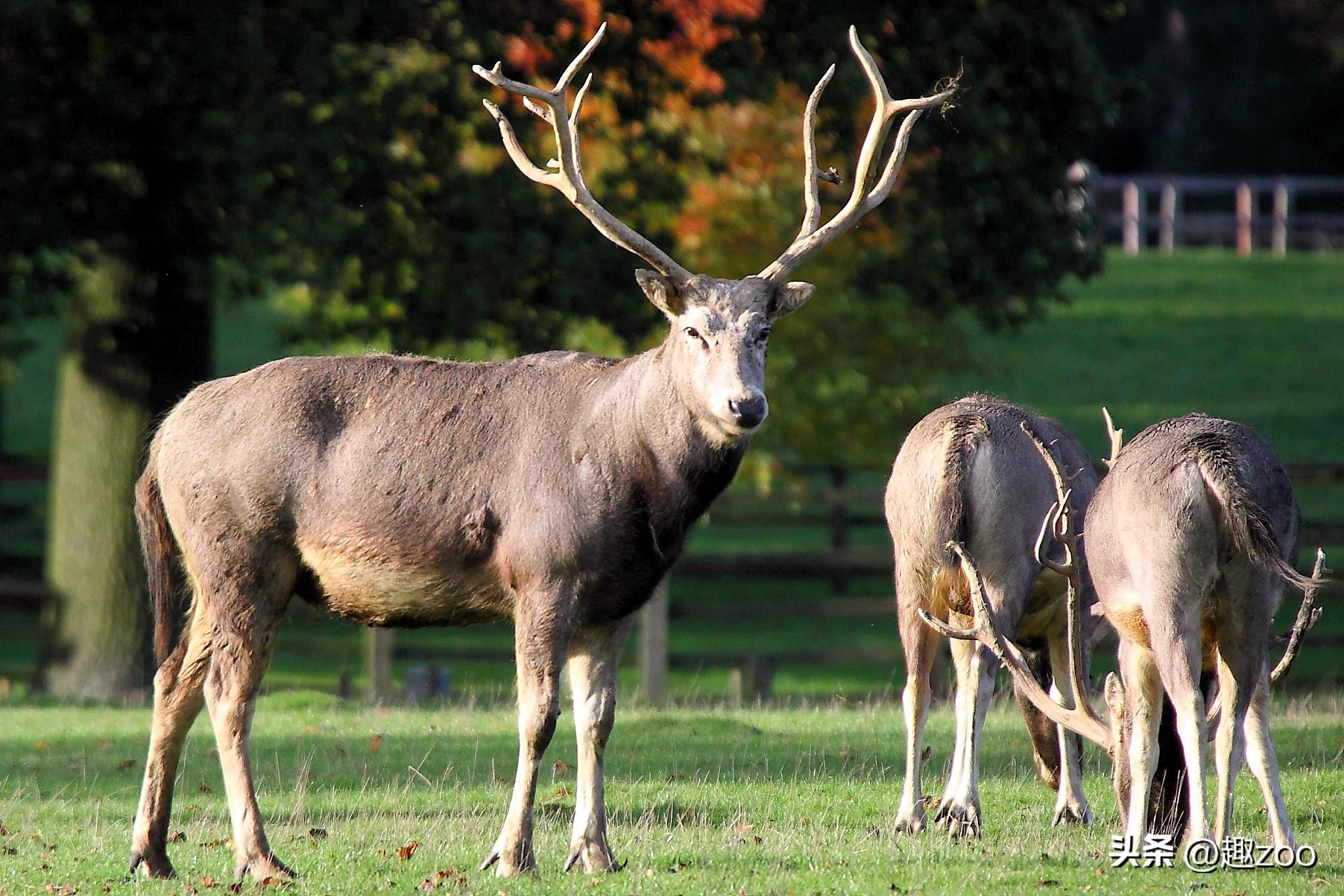 Ranking of the world's top ten rare deer species, which deer is the ...