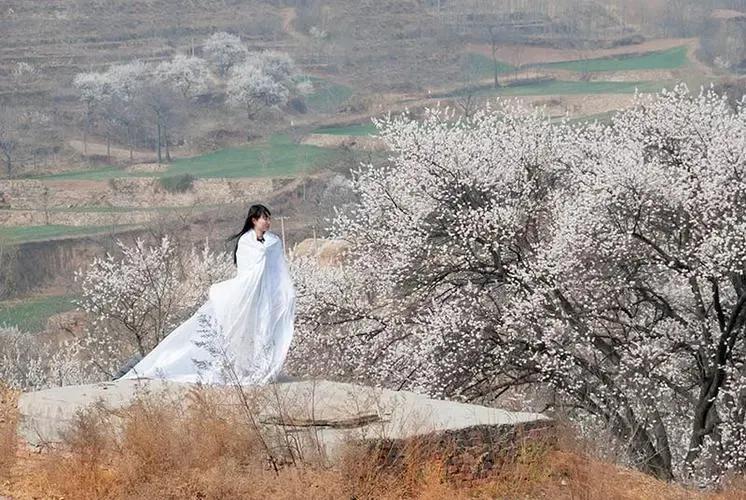 Where does Xinghua Village in Du Mu's poem "Qingming" refer to? - iNEWS