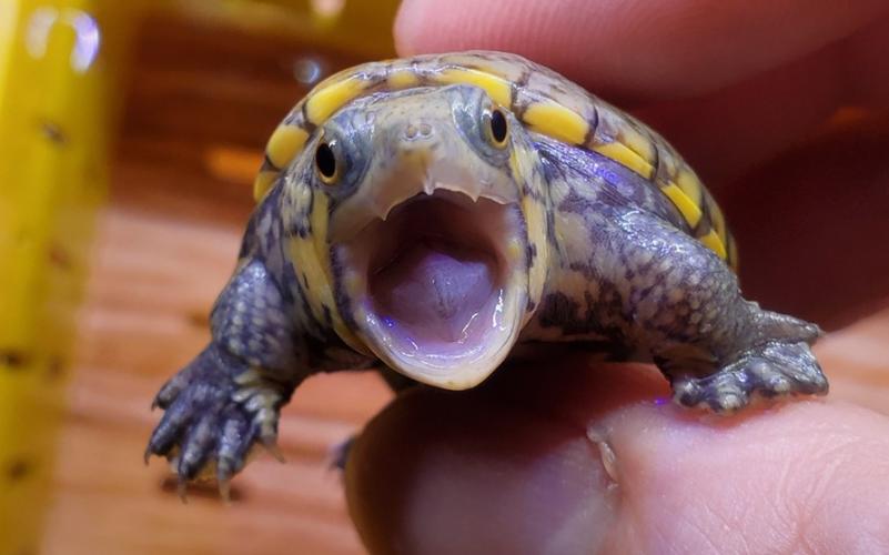 The Living Habits and Breeding Techniques of Narrow Bridge Egg Turtle ...