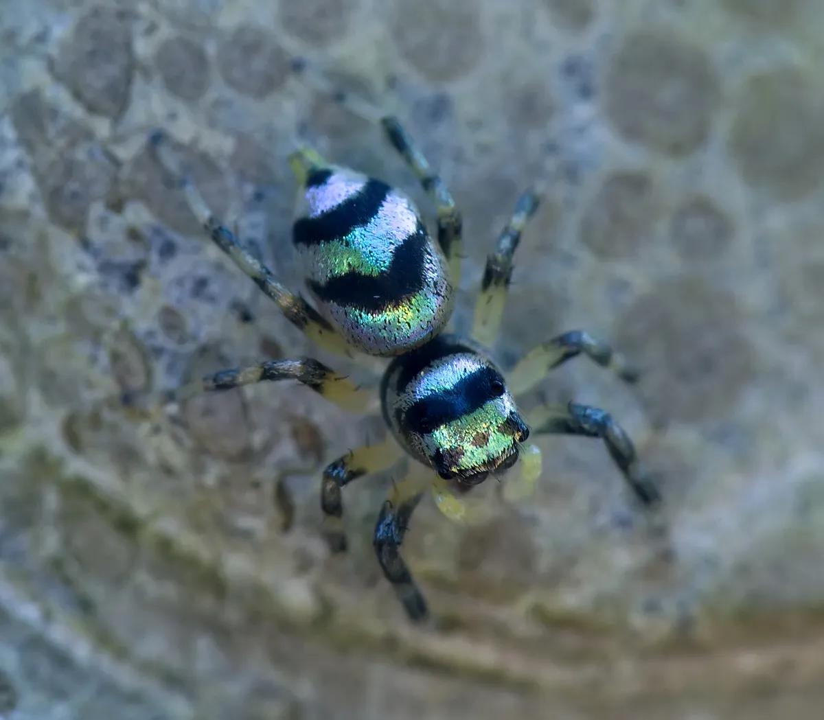 Colorful Striped Orb Web Spider and Titmouse Build Nests - iNEWS