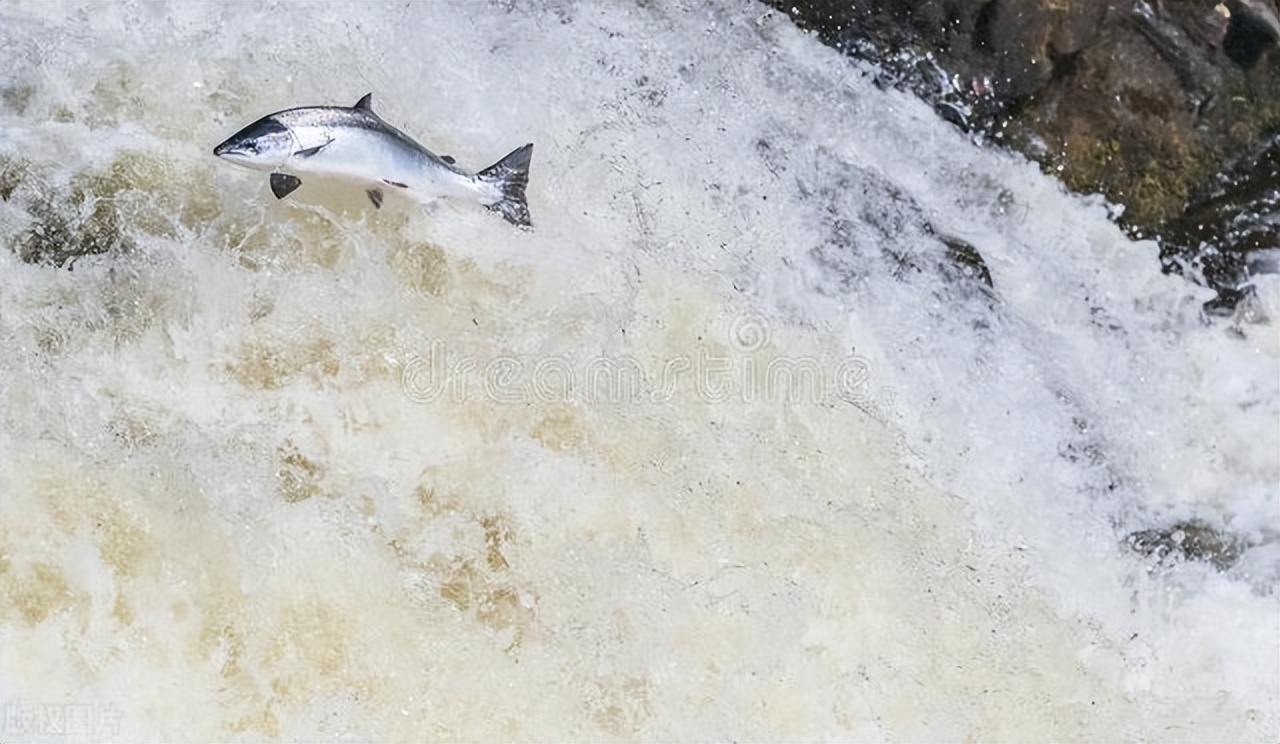 Why is salmon called salmon? - iMedia