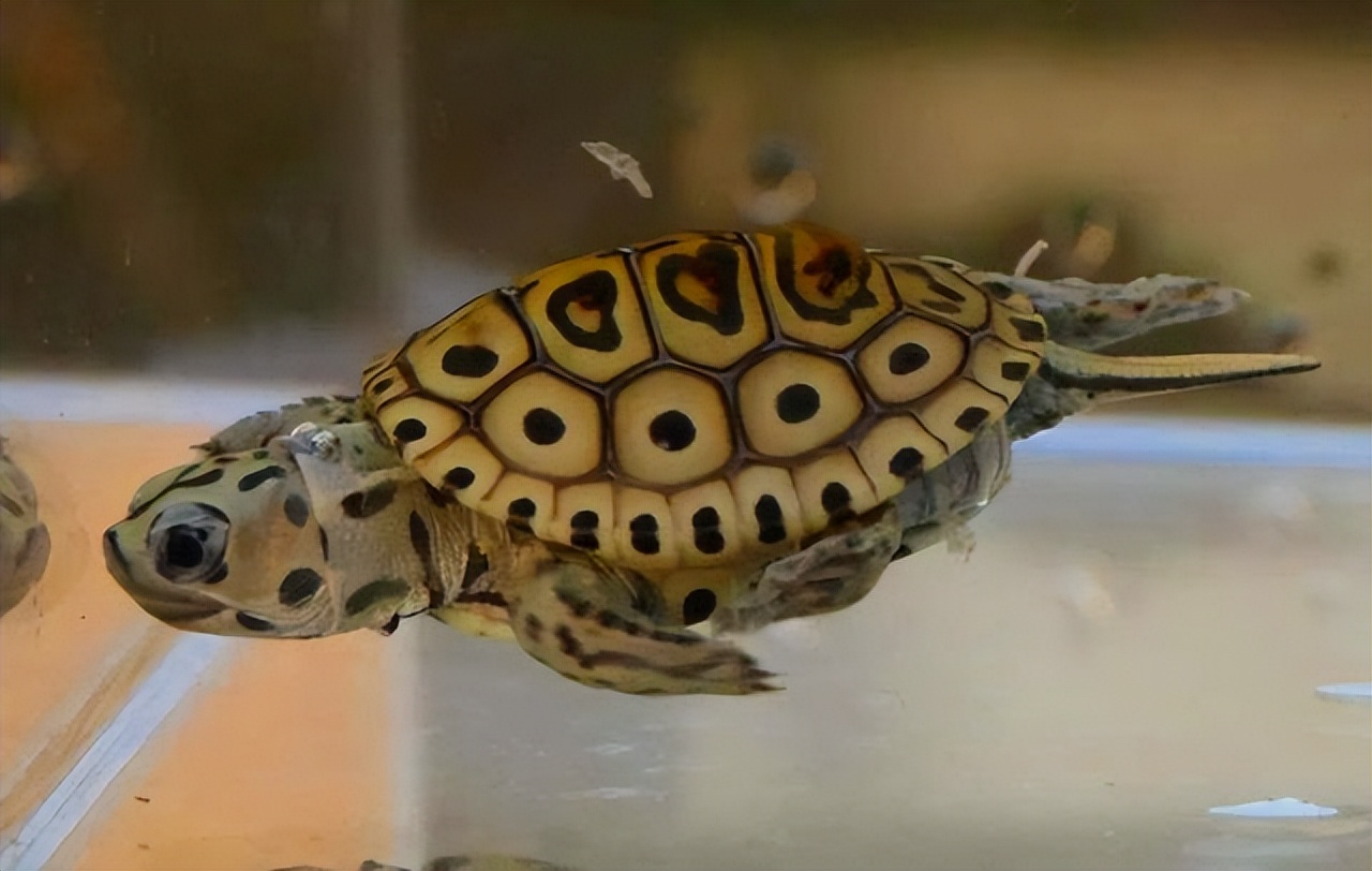 How to deal with tortoise stress?How to reduce turtle stress?Detailed ...