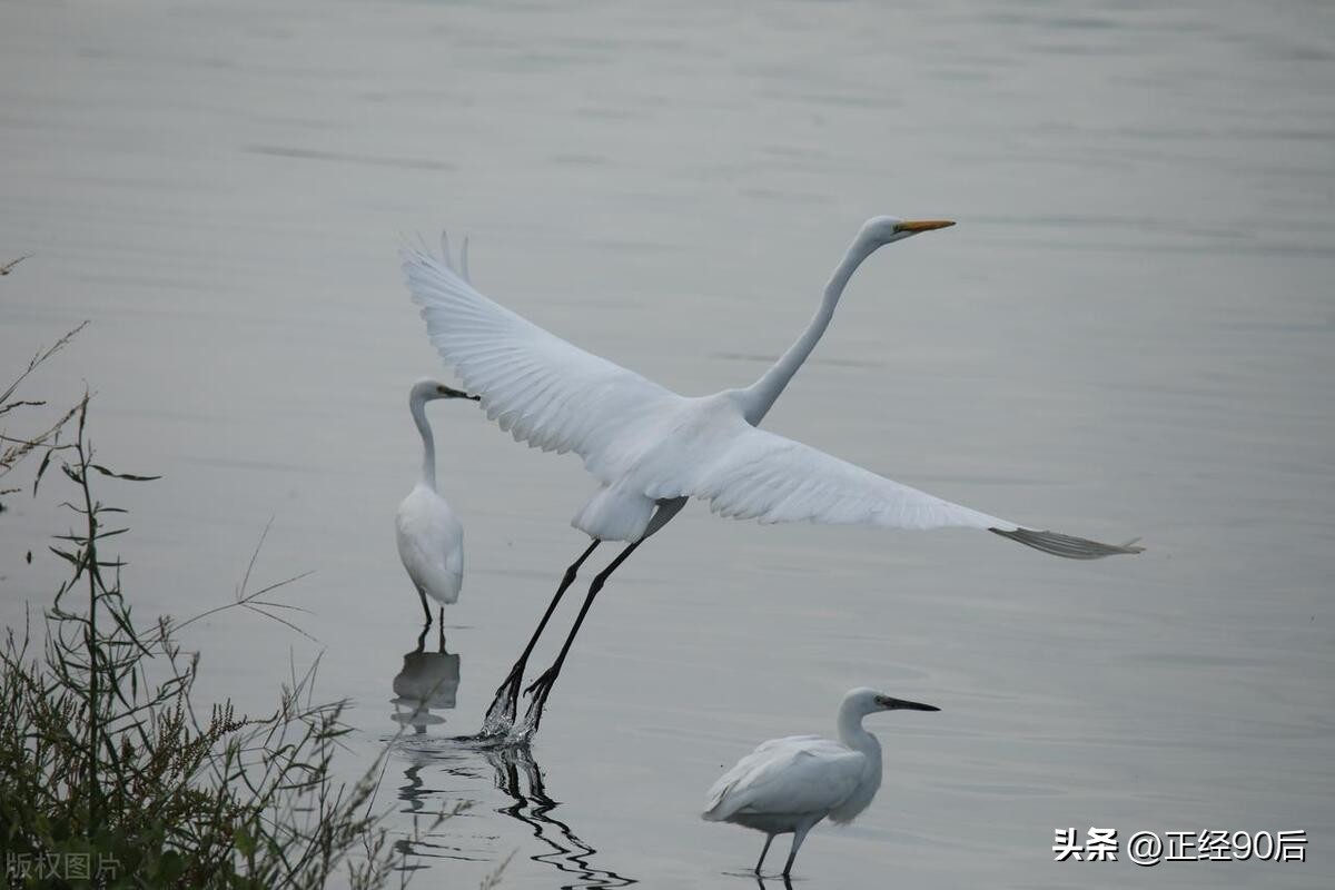 There are three types of stupid birds in the world. One is the one that ...