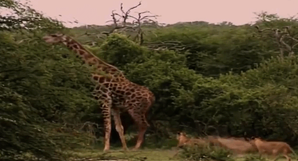 The breeding process of giraffes is really strange!How ferocious are ...