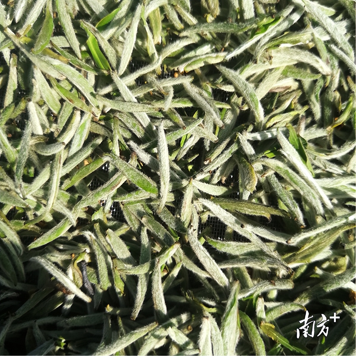 Nayong Jinchan Mountain: The fragrance of Guizhou tea attracts guests ...