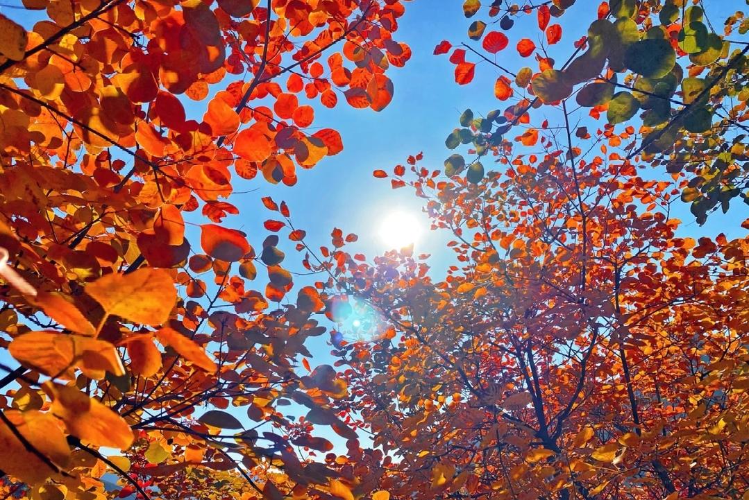 The most beautiful two weeks of colorful leaves in the mountains!These ...