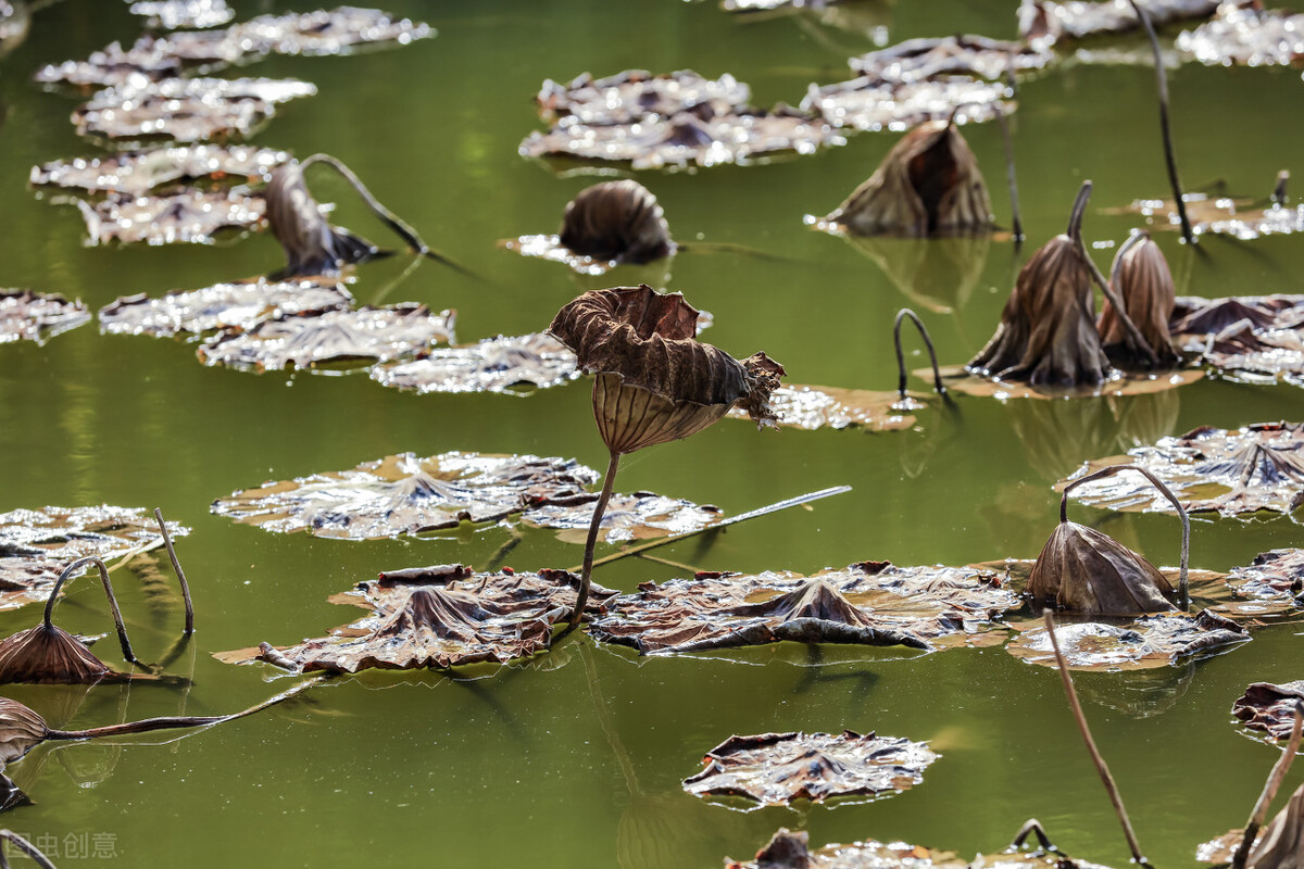 The sound of dry lotus and rain, loneliness and sadness, Li Shangyin's ...