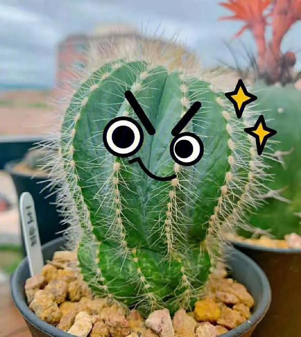 The types, characteristics and functions of cacti will make you fall in ...