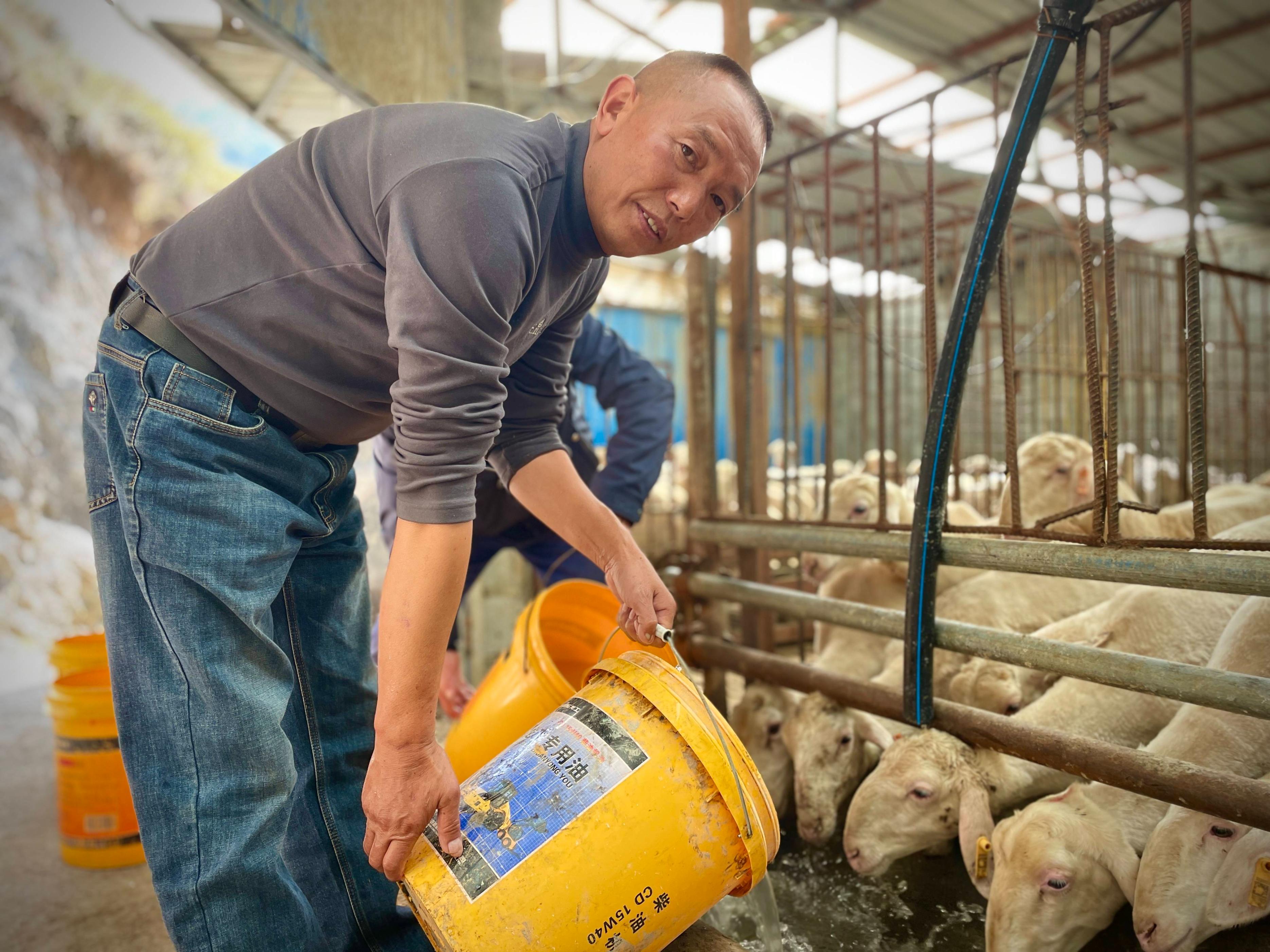 Jinchuan, Sichuan: Anji Lake sheep enter Sichuan to raise "golden ...