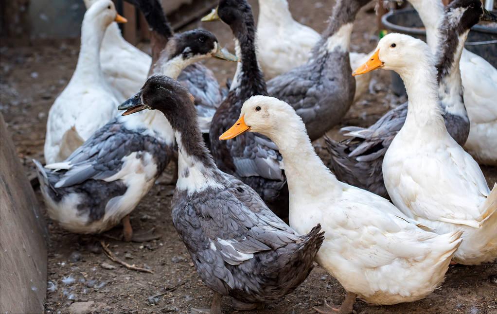 Why is duck meat not as good as chicken?Chef: Duck has a strong fishy ...