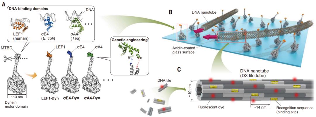 Protein motors enable 'cargo' transport through directed movement on ...