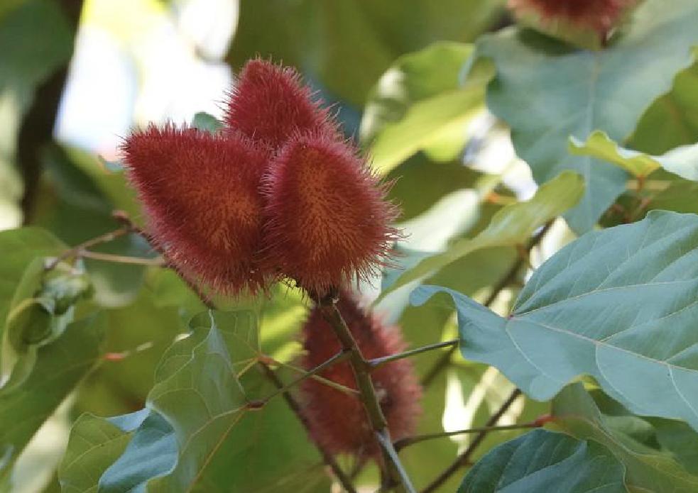Natural pigment tree species-annatto - iNEWS