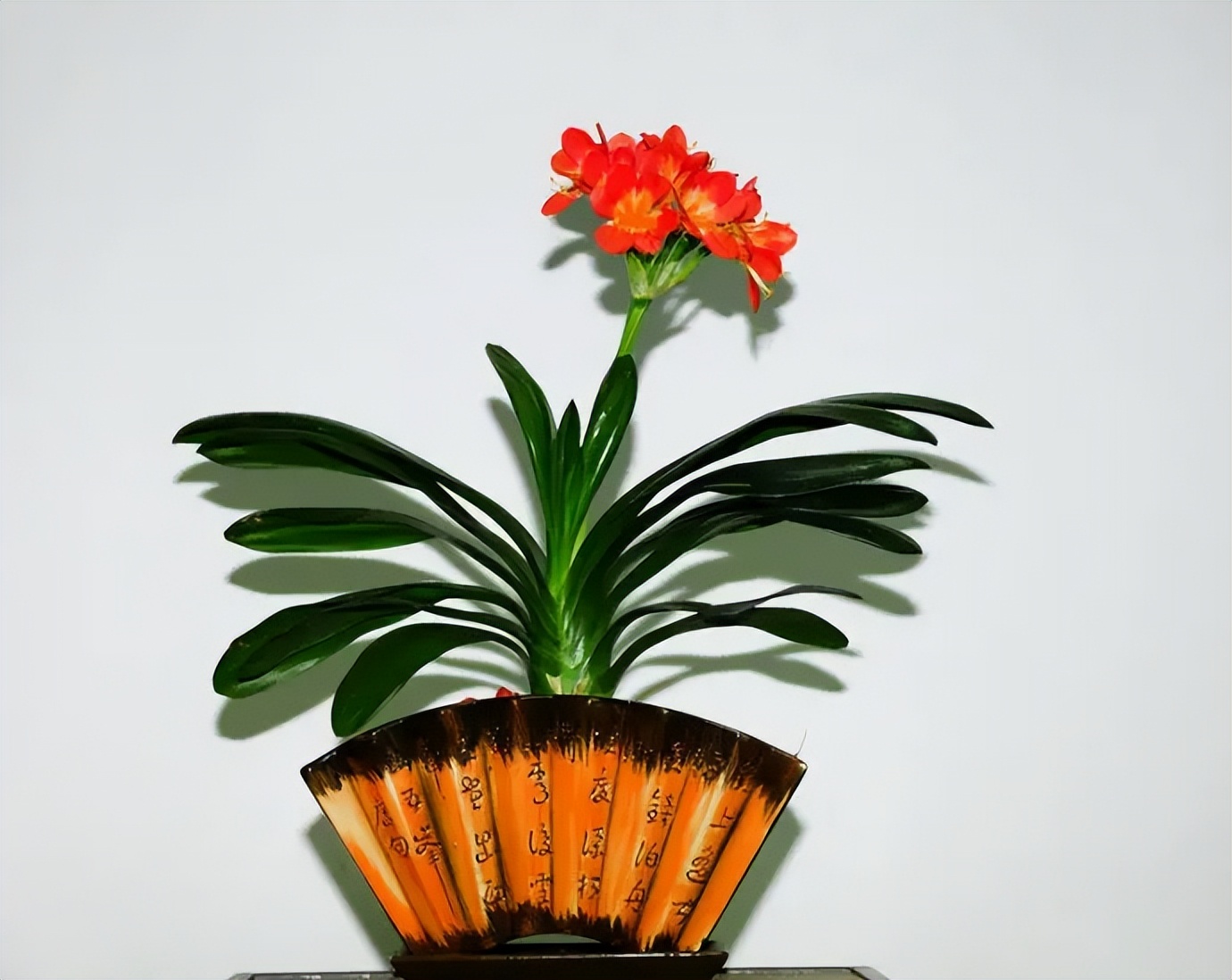 How to raise Clivia to grow well and strong leaves Pay attention to ...
