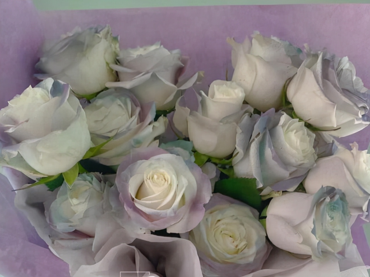 What are the "wolf" aspects of Libra in relationships?Can carry clearly ...