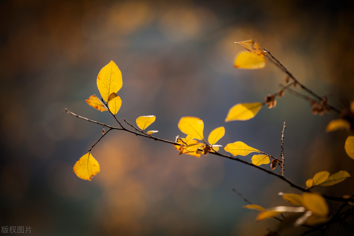 [Photography dry goods] Understand once, what is a medium telephoto ...