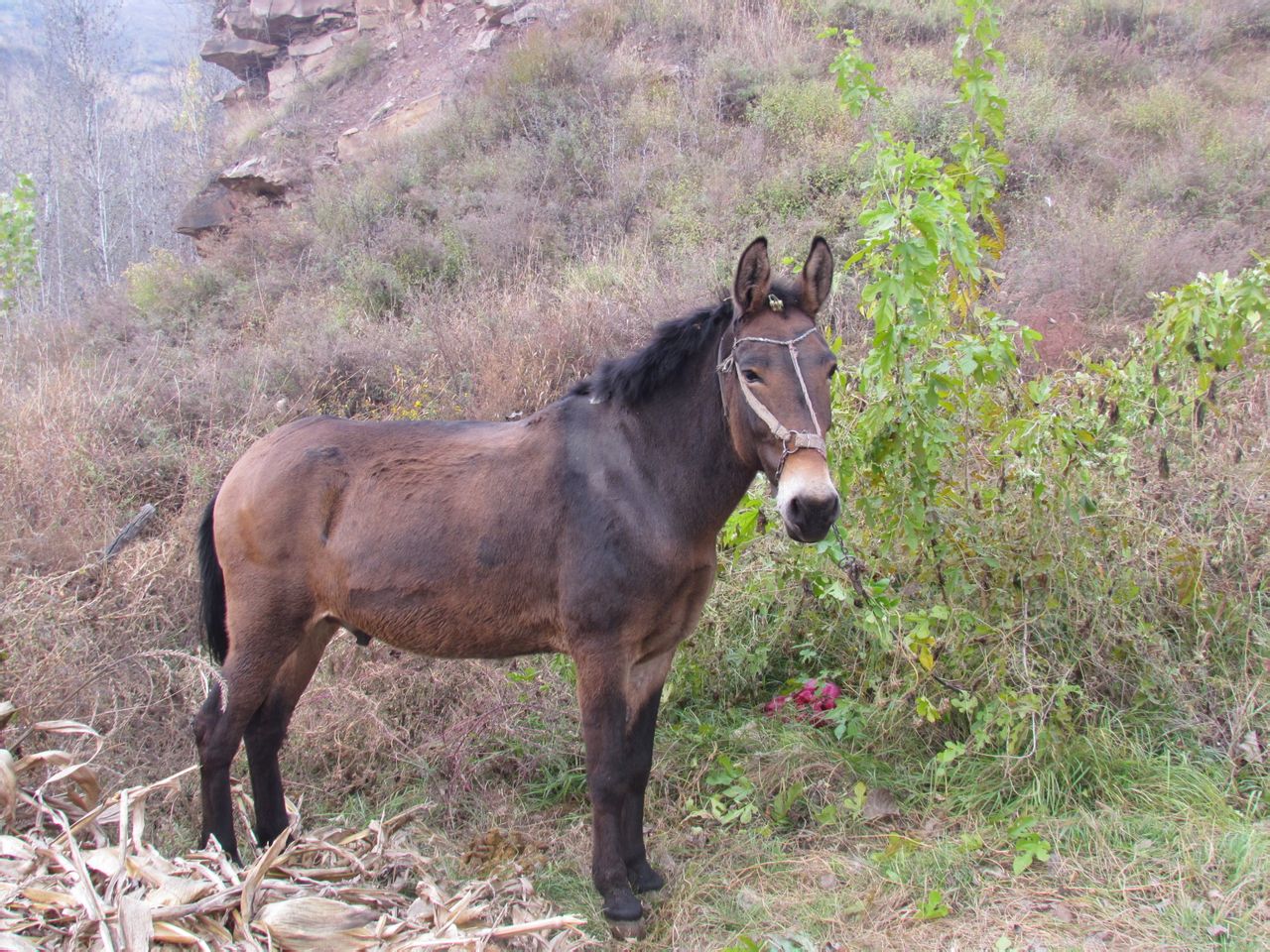 Are mules hybrids? Compared with donkeys and horses, what are the ...