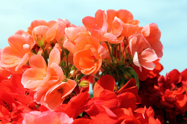 Prose: The rain in the dream of geranium‖Geranium pictures to share - iNEWS