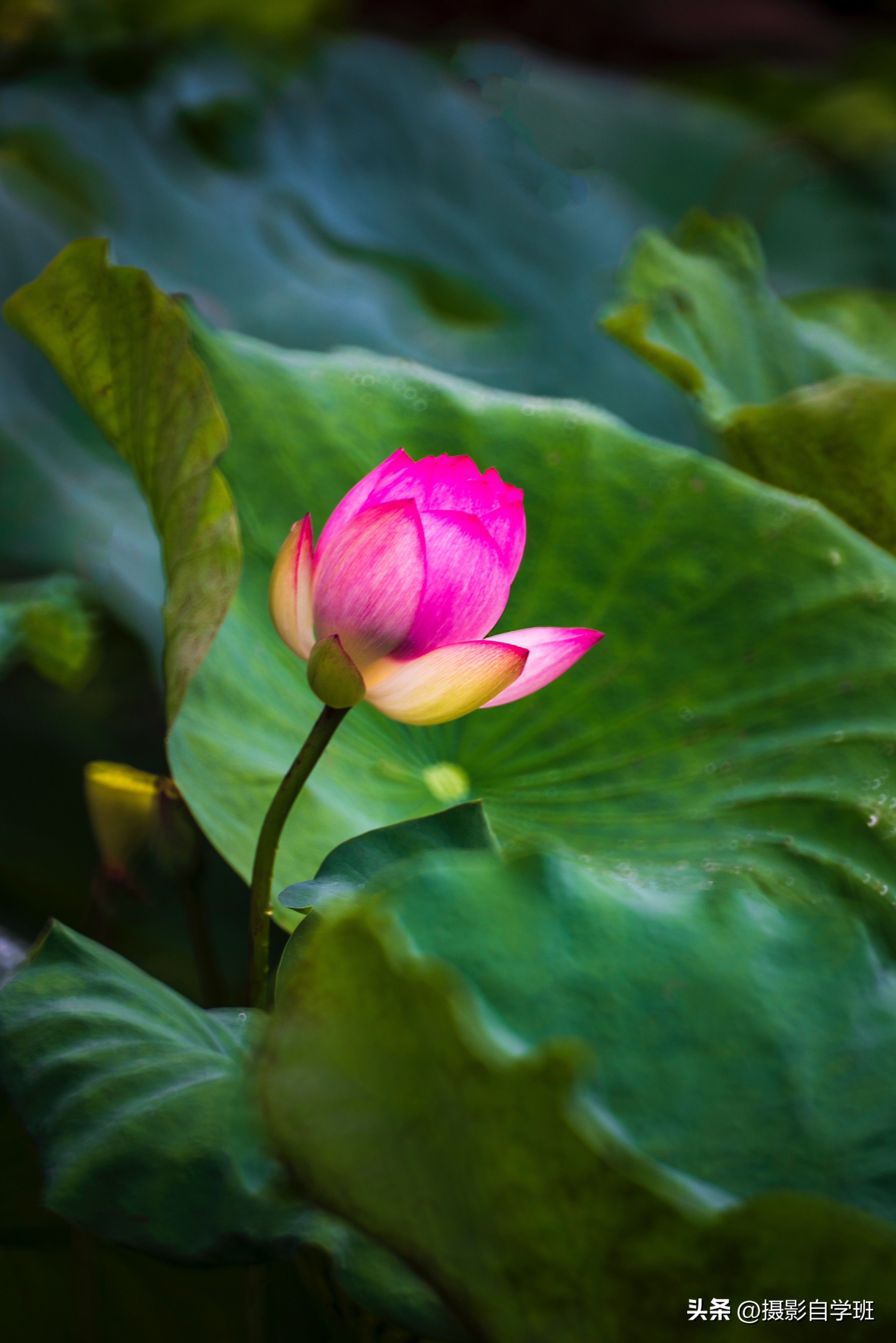 Don't make mistakes when taking lotus photos, correct these 4 mistakes ...