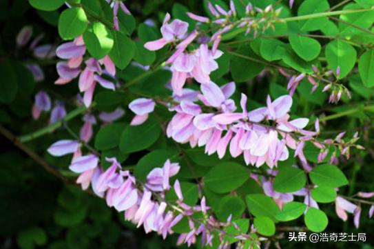 Before the introduction of indigo, the biological characteristics ...